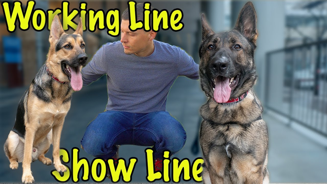 Working Line vs Show Line German Shepherds? Beginners Help!