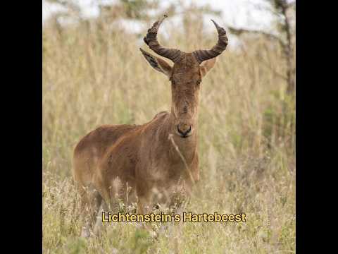 Lichtenstein's Hartebeest Experimental #animals #hunting