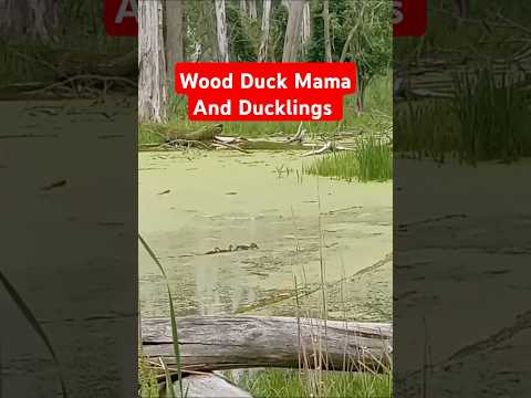 Wood Duck Mama Leading Her Ducklings Down the Canal #Ducks #Birds #Nature #Animals #Wildlife #Shorts