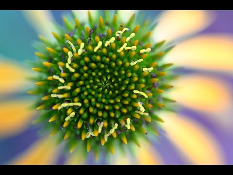 Flowers of November