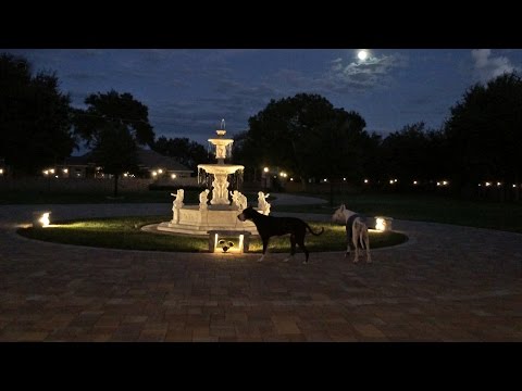 Funny Great Dane barks at full super moon