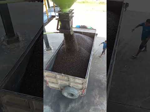 komoditas inti dari kelapa sawit(kernel)#youtubeshorts #sawitsumatra #batakpopuler #sawit_unggul