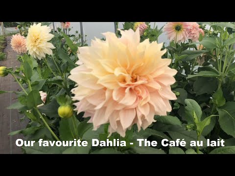 Our favourite Dahlia Café Au Lait. LESSONS