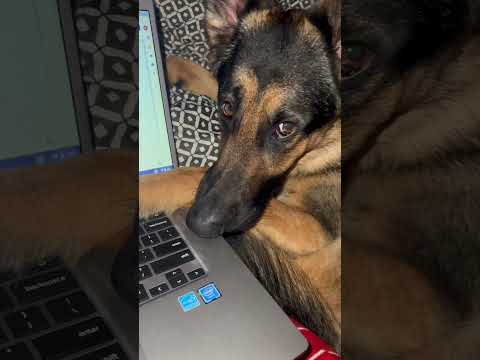 German Shepherd DEMANDS ATTENTION #shorts #dog