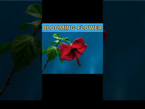 Blooming Flowers🌷🥀 #blooming #shorts