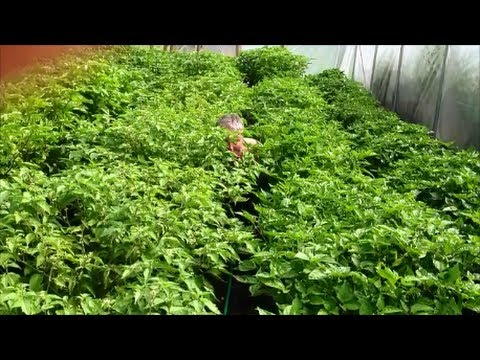 The Crazy Chilli Chicken Run