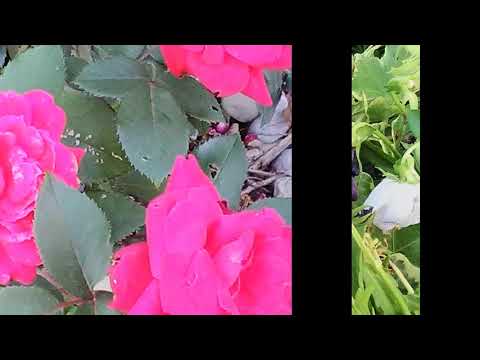 JPXTR3M3-Springtime (Official Video)