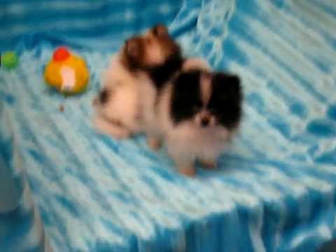 Tiny Teacup Pomeranian puppies By StarYorkie.com from Reseda Los Angeles CA