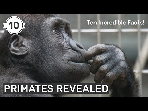 Primates Revealed: 10 Incredible Facts That Will Amaze You!