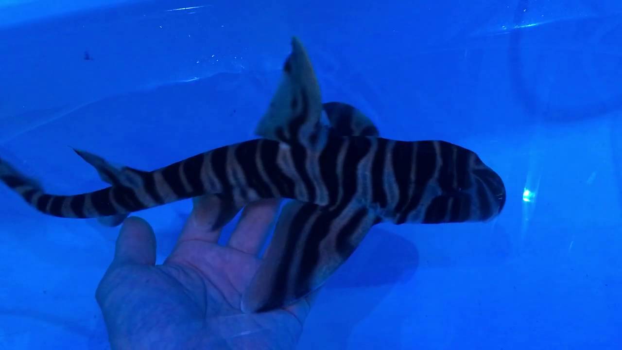 Heterodontus zebra   Zebra bullhead shark