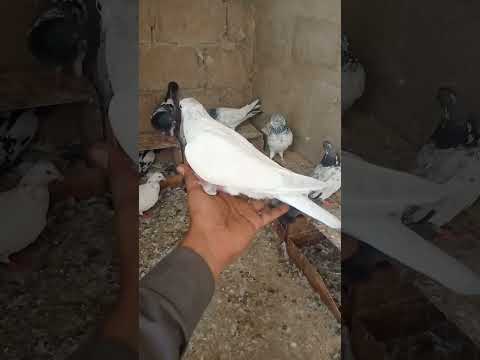 #goat #abdulwahabvlogs #shortfilm #abdulwahidvelogs #animals #waleedviloge #shortvideo #trending #ab
