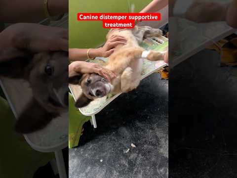 Canine distemper supportive treatment || canine distemper treatment || canine distemper in dogs ||