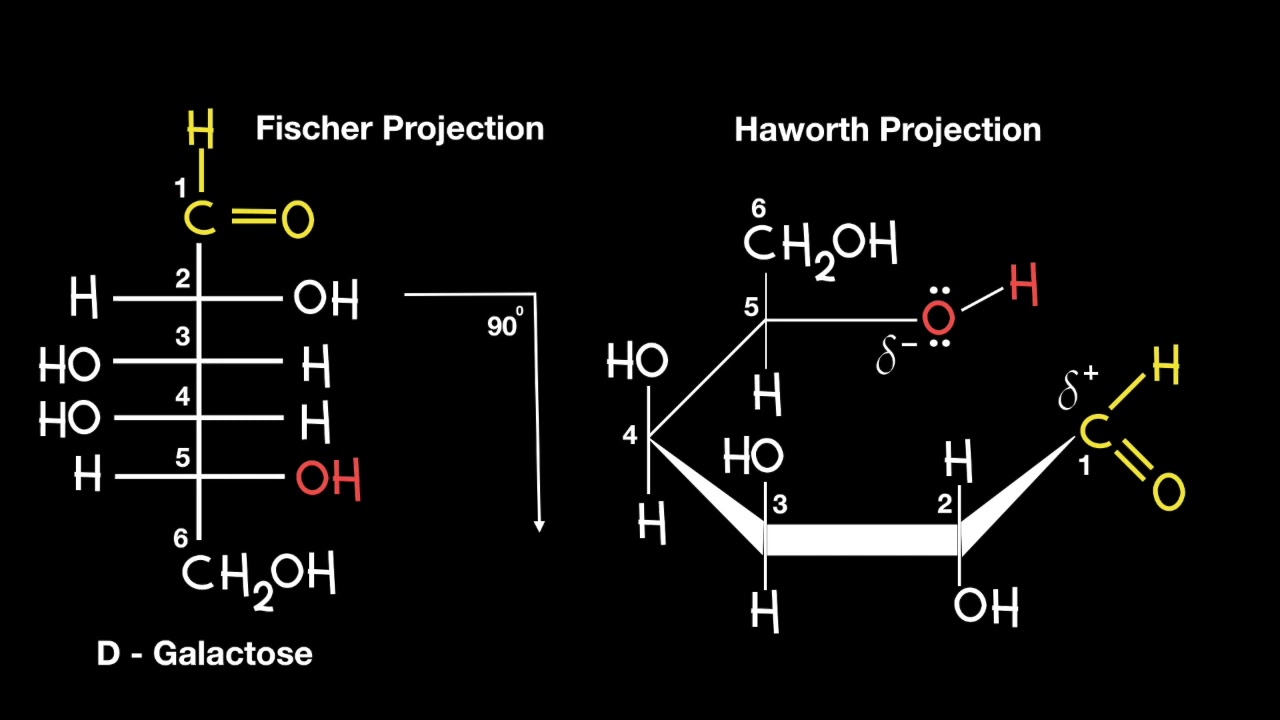 Fischer to Haworth Projection