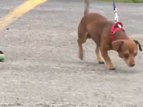 DELIGHTFUL DOGS AT SAVE-A-PET