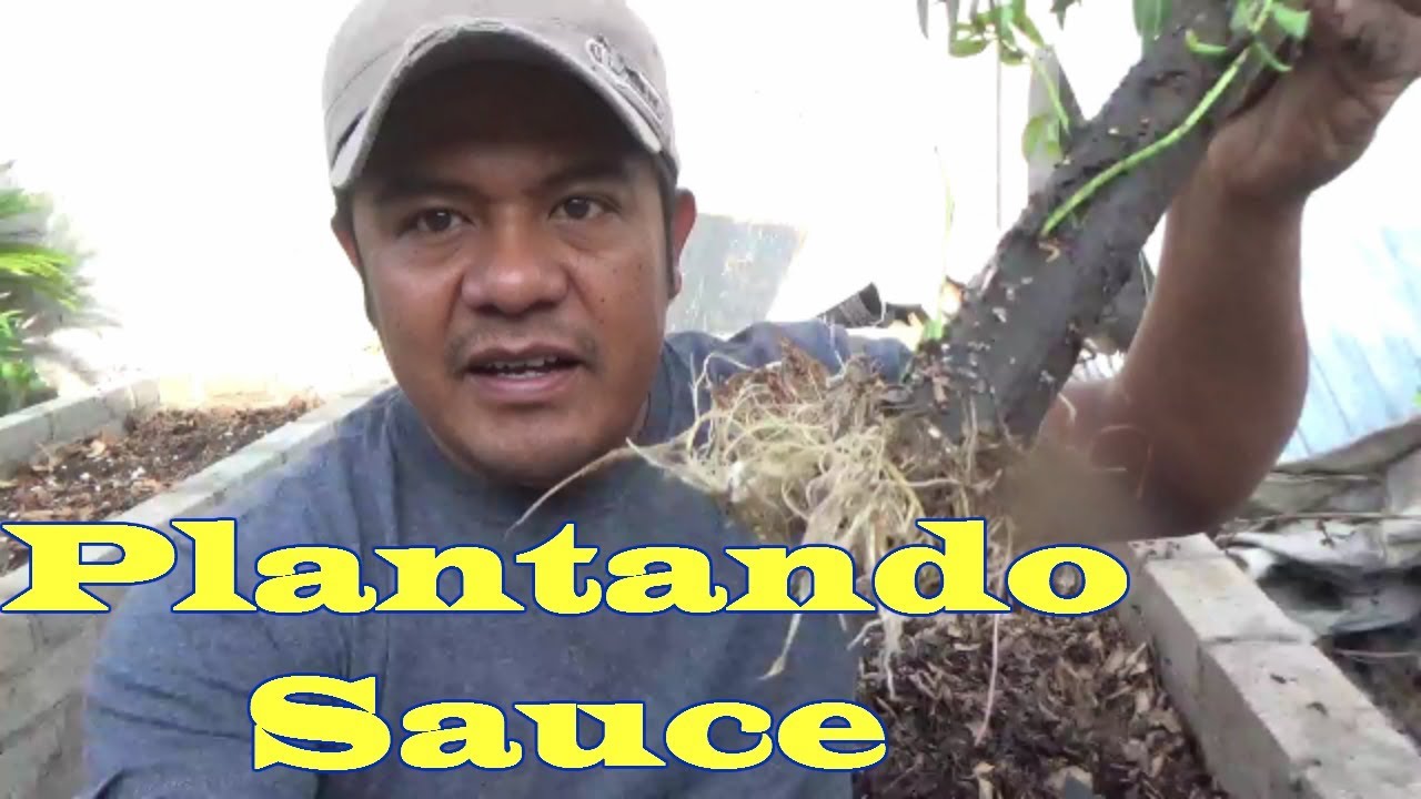 Plantando sauce