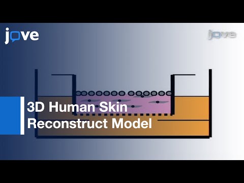 3D Human Skin Reconstruct Model: Tool To Study Normal Skin & Melanoma Progression l Protocol Preview