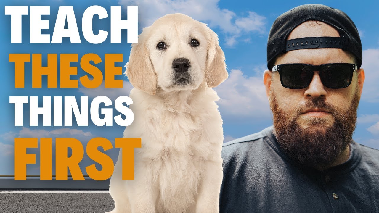The First 3 Things You MUST Teach Your Dog!