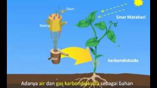 tumbuhanfuzziblog: Gambar Fotosintesis Pada Tumbuhan