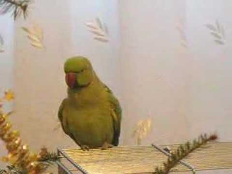 Micul Alexander de Vanzare | Papagali de Vanzare