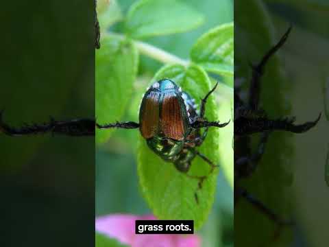 "The Japanese Beetle: A Garden Terror" #beetle #animalfacts #60secknowledge #1minutevideo #shorts