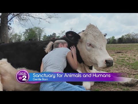 The Gentle Barn: Inspiring Kindness and Compassion