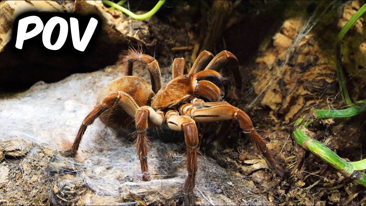 POV: When you are a Tarantula Keeper