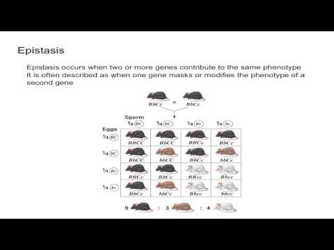 Epistasis