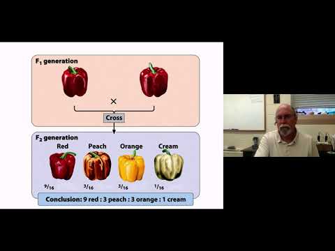 GG Epistasis Part 1