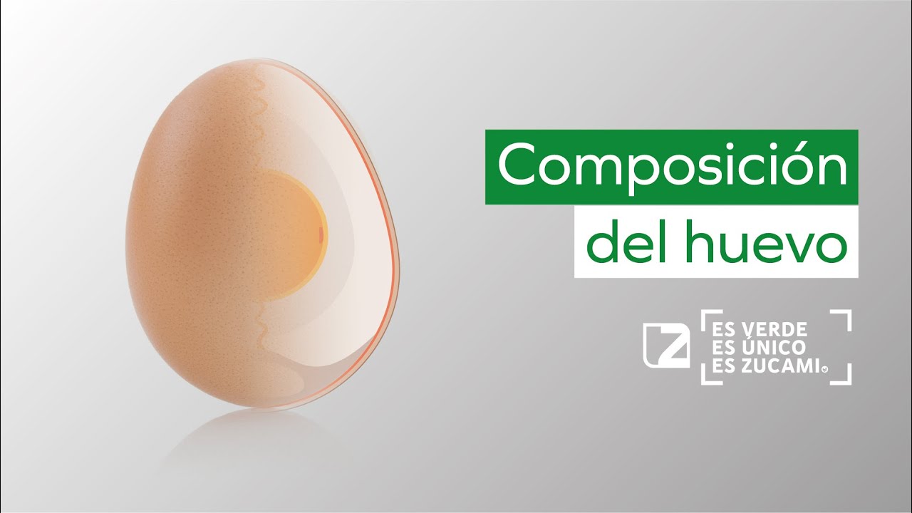 COMPOSICION DEL HUEVO  🥚🥚 Canal en Español de Zucami