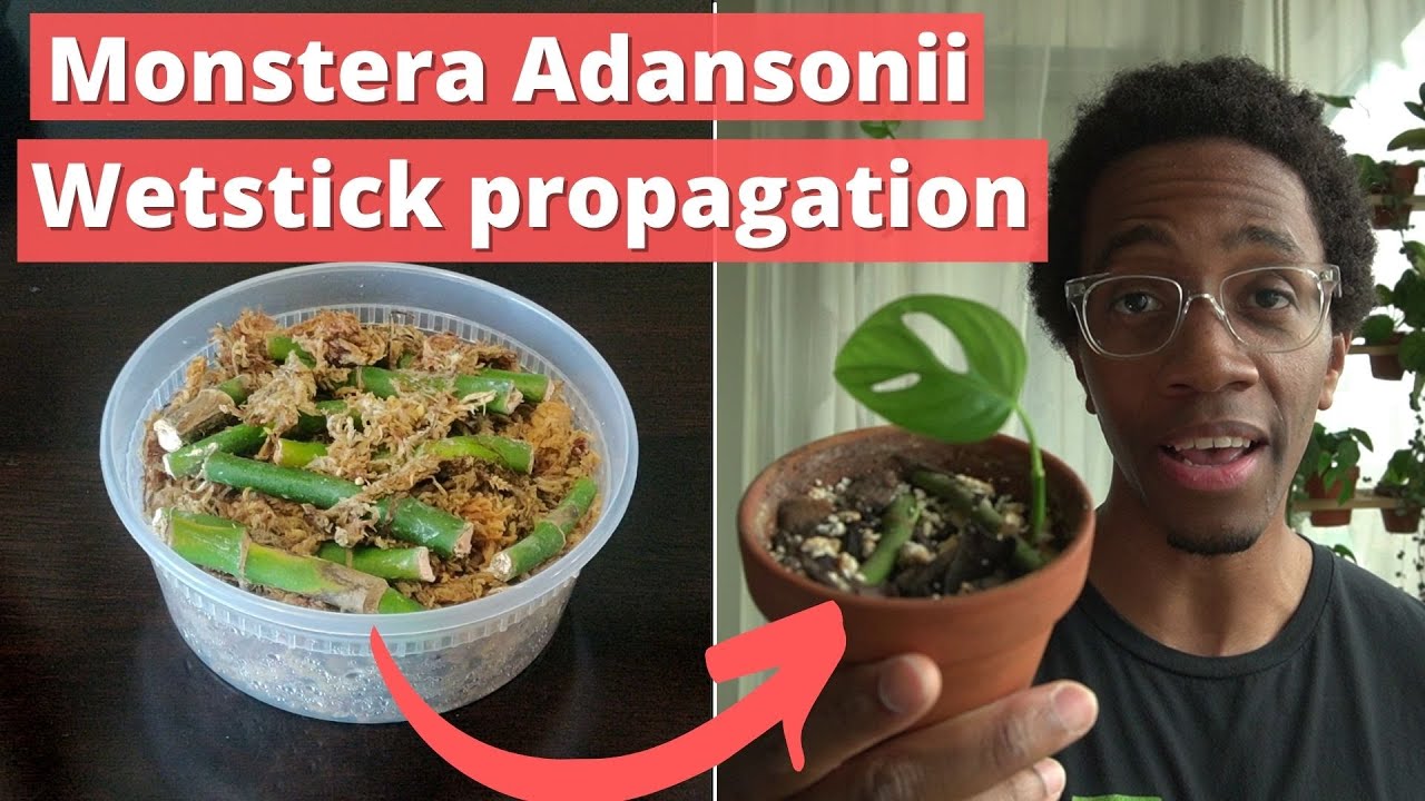 Make more Monstera Adansonii from stems