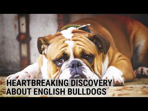 Scientists Discovered Something Heartbreaking About English Bulldogs