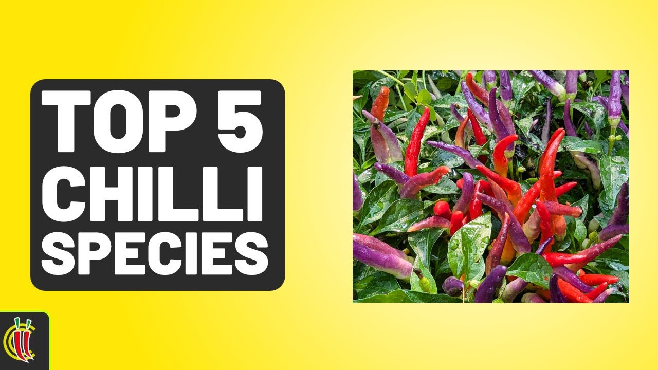 5 Must-Know Chilli Pepper Species