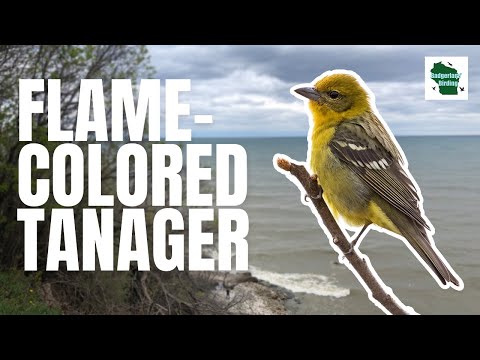 Flame-Colored Tanager: The Holy Grail of Midwest Birding?