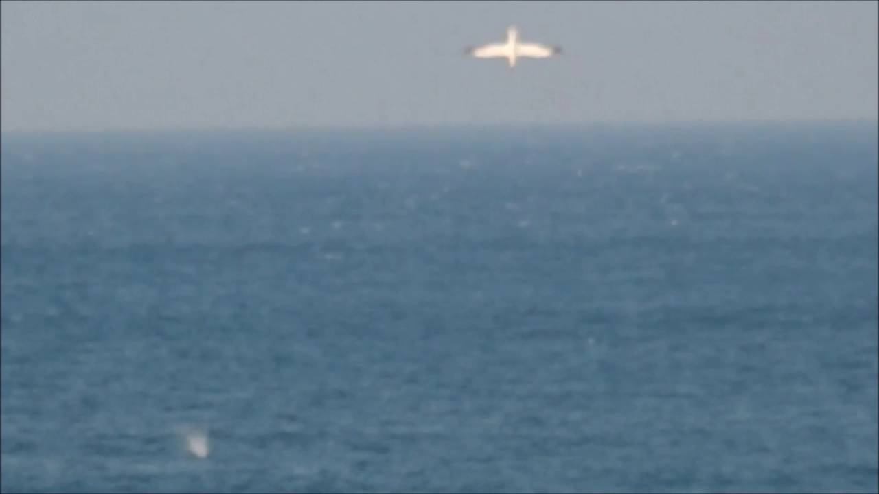 Gannets plunge diving in Lyme Bay. 13th May 2016