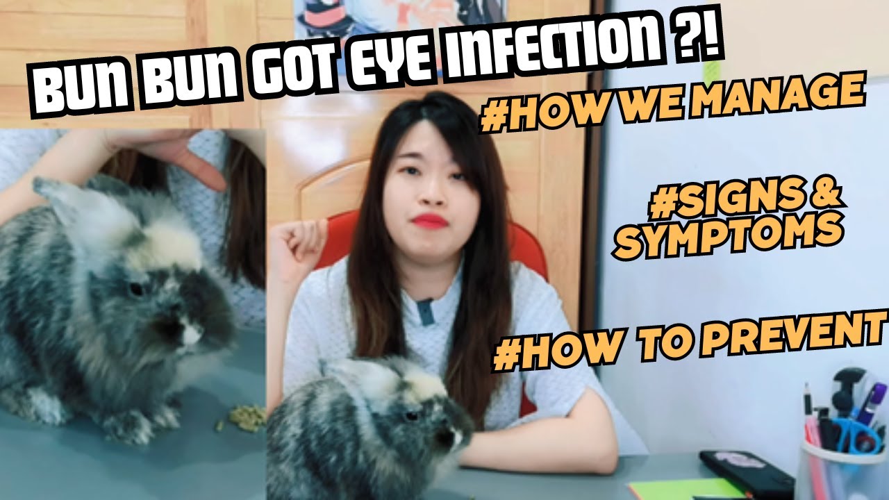 Dealing with Rabbit Eye Infections: Care Tips Every Owner Should Know