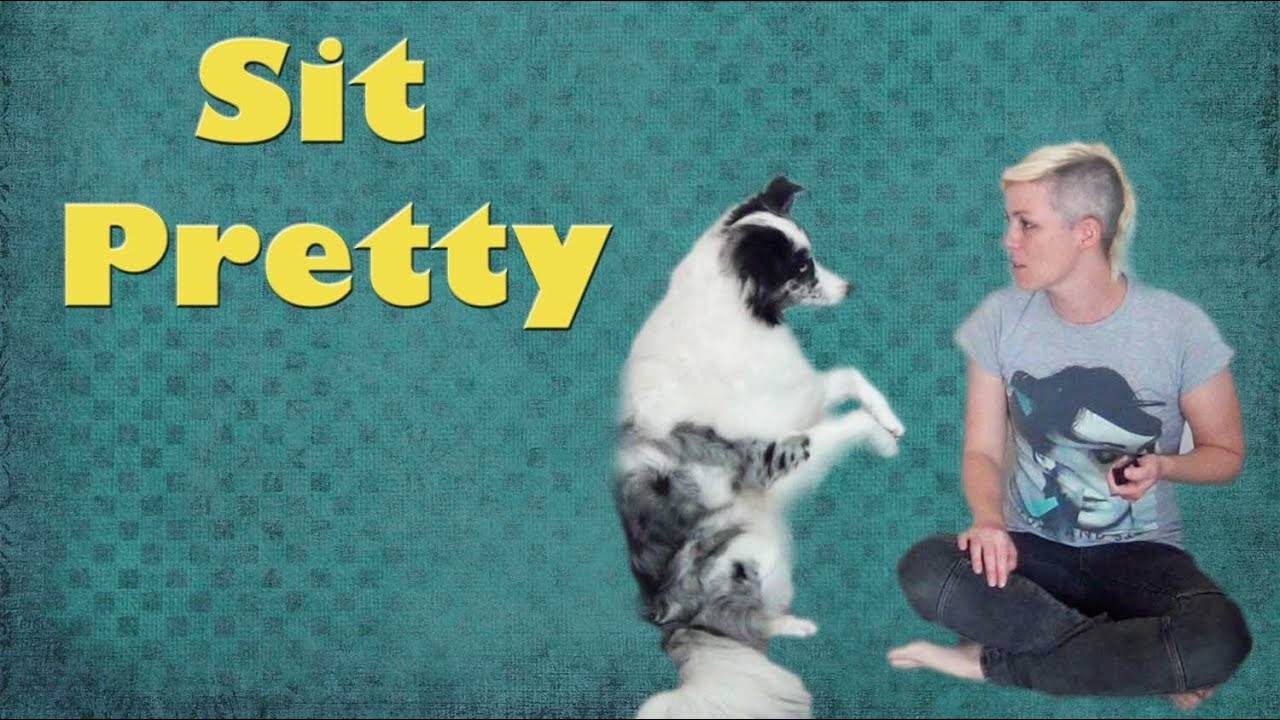 Teach Sit Pretty