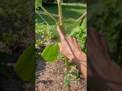 π₯ DIY Cucumber Trellis