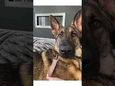 Her name is Ella for short #funny #stupid
