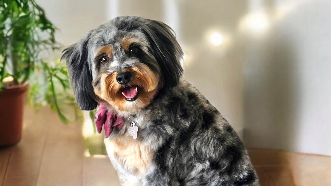 Cute Mini Aussie Doodle gets a full groom