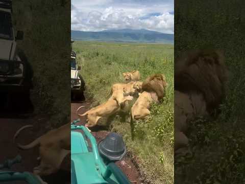 Family issues between Lions at Ngorongoro Crater.