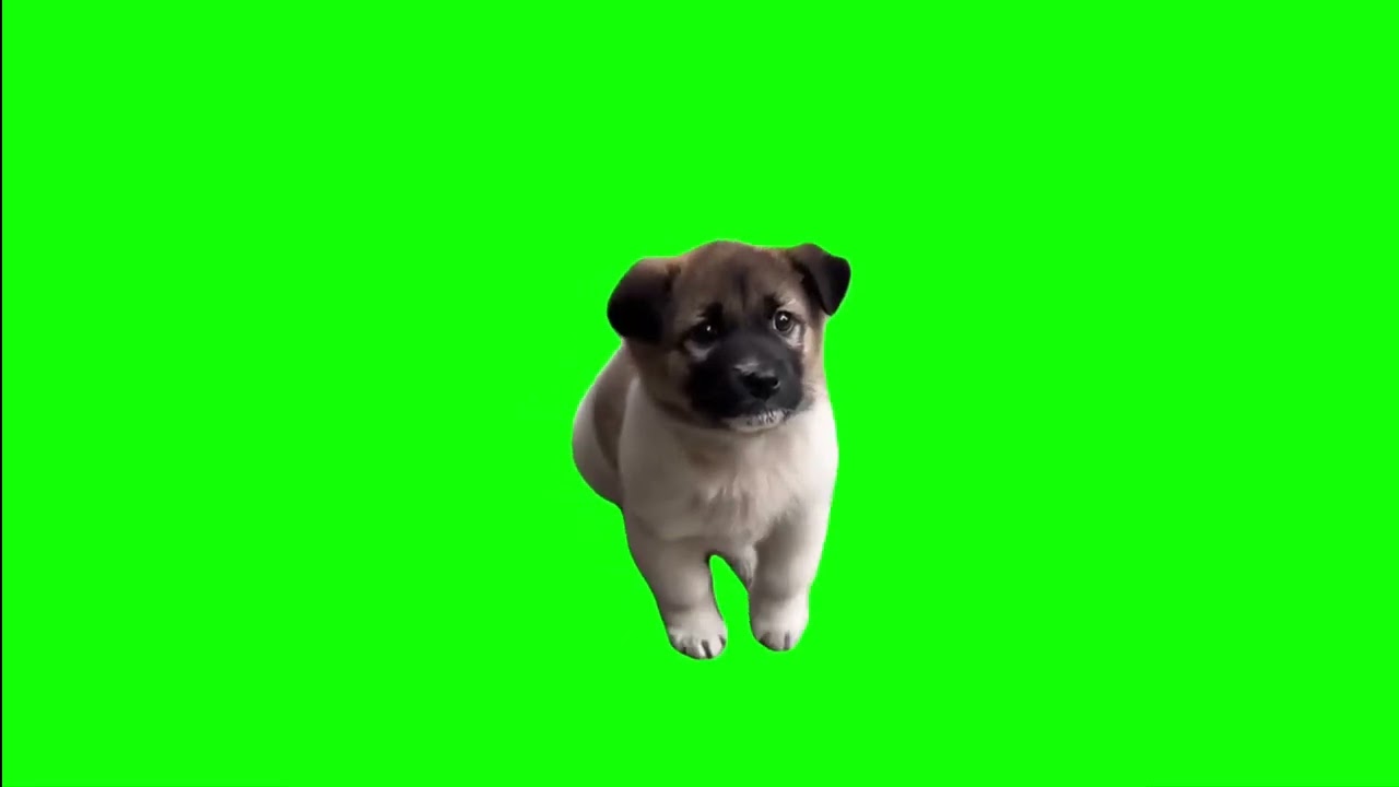 Impatient Puppy Meme Green Screen