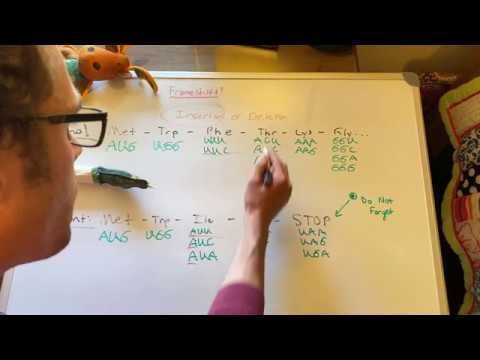 Genetics: Normal and Mutant Coding Sequence Frameshift