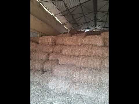 Paddy Straws at Best Price in India