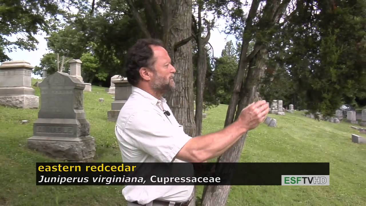 Trees with Don Leopold - eastern redcedar