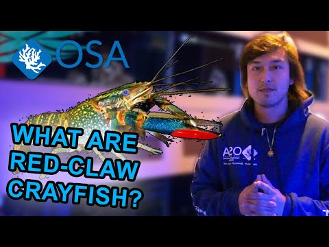 What are Red-Claw Crayfish? | What is a (Cray)Fish with Taras