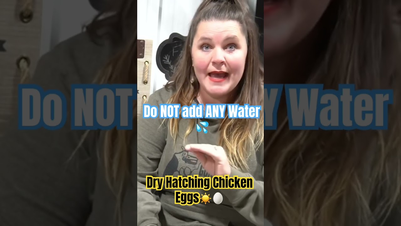 Dry Hatching Chickens Eggs 🥚☀️What Is A Dry Hatch? How Is IT Done?🐣 #Shorts