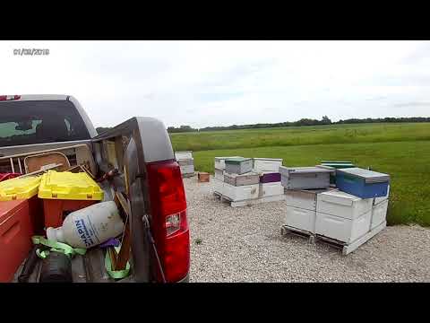 Checking Fresh Mating Nucs – American Heritage Apiary