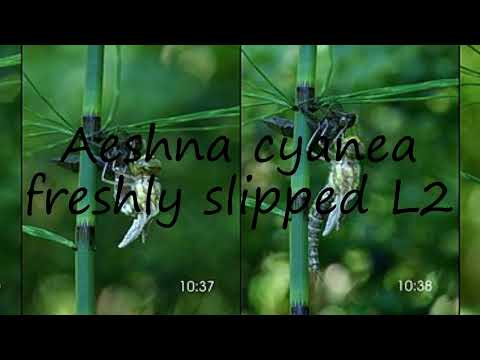 How to pronounce Aeshna cyanea freshly slipped L2 in English?