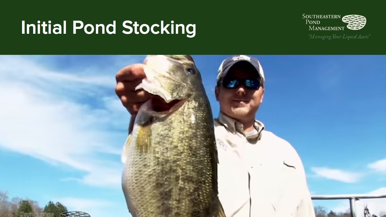 Initial Pond Stocking
