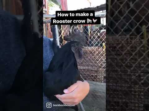 How To Make A Rooster Crow - Ayam Cemani #shorts